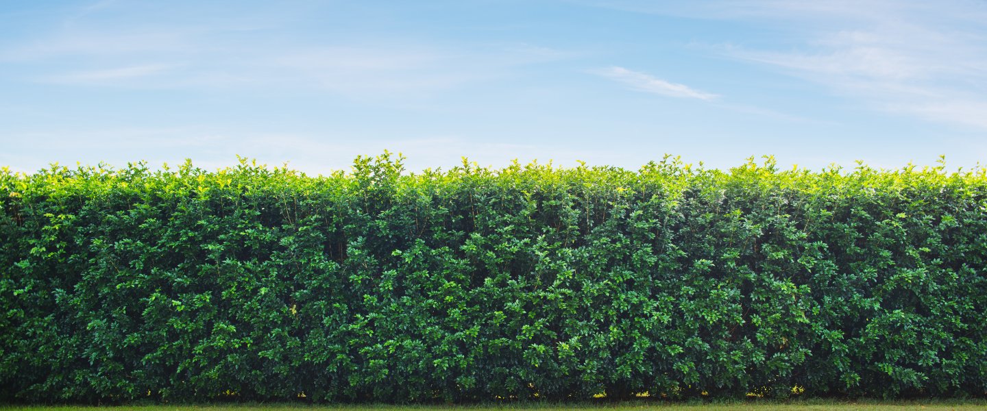 Hedgerow Management at Rowley Fields | Stratford Town Trust