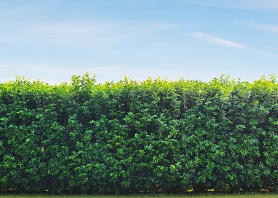 Hedgerow Management at Rowley Fields | Stratford Town Trust